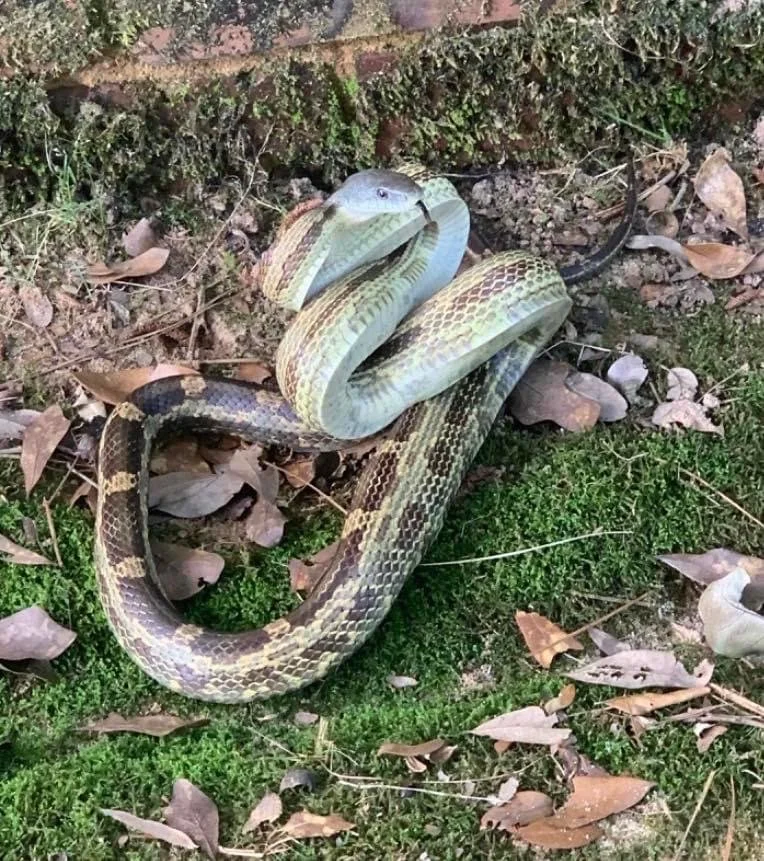 Snake Snap App | Snake Identifier By Picture