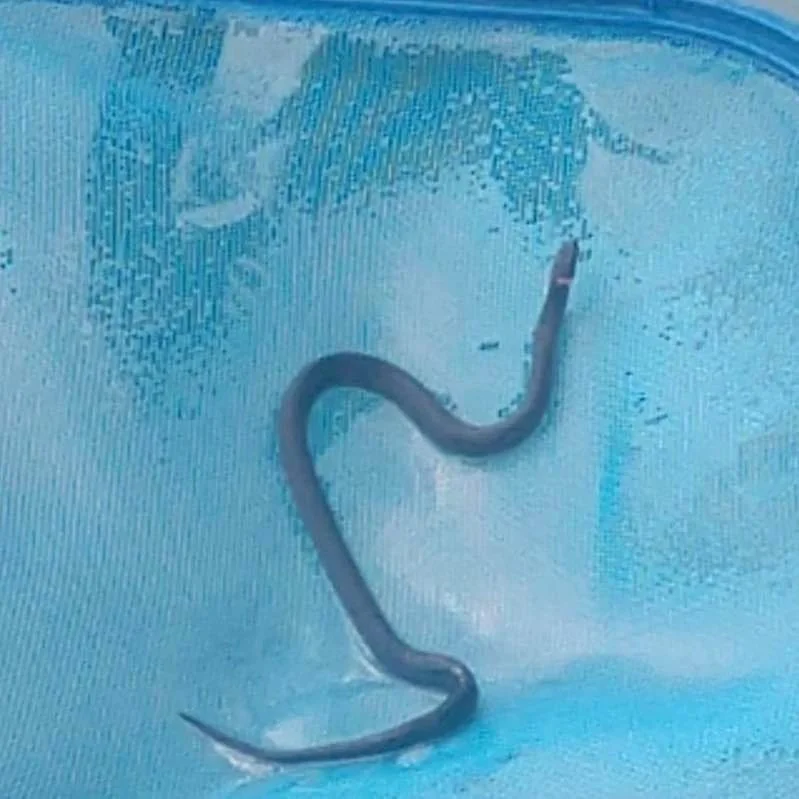 Snake Snap App | Snake Identifier By Picture