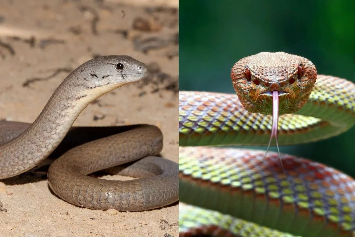 What Are The Differences Between Snakes and Legless Lizards? — Snake Snap