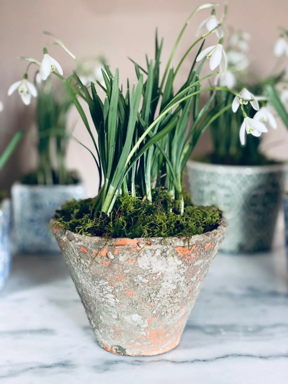 Pot Up Snowdrops — Clodagh McKenna