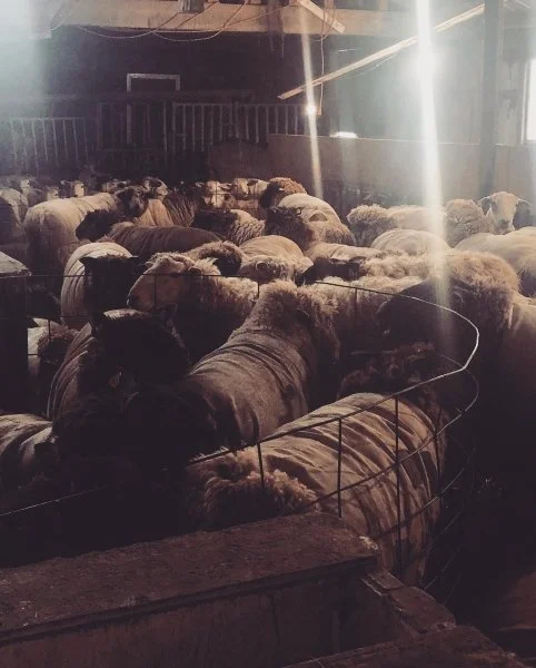 Preparing for Sheep Shearing — Prairie Folk Farm