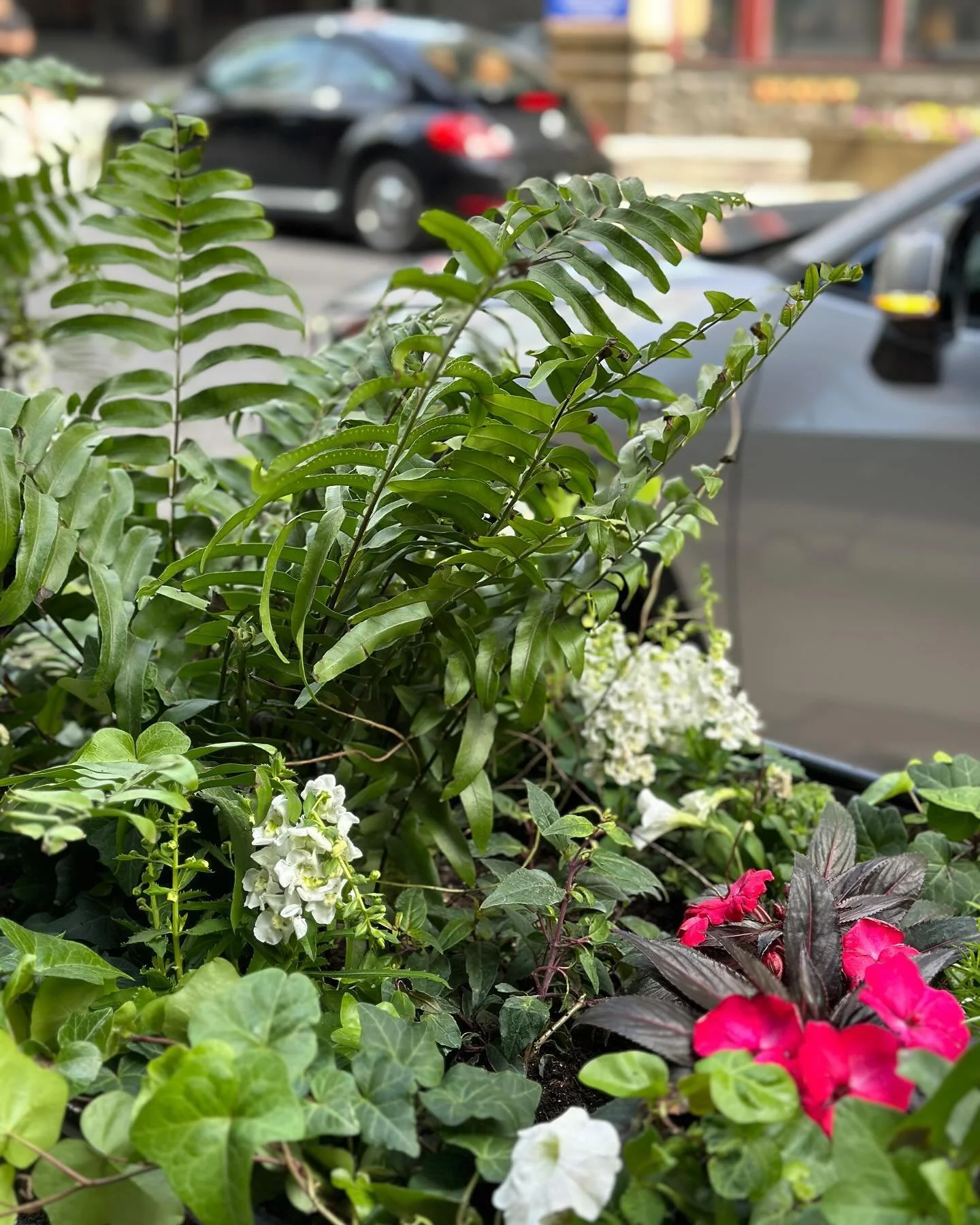 Chicago Interior Plant Design | Horticultural Services | IGS