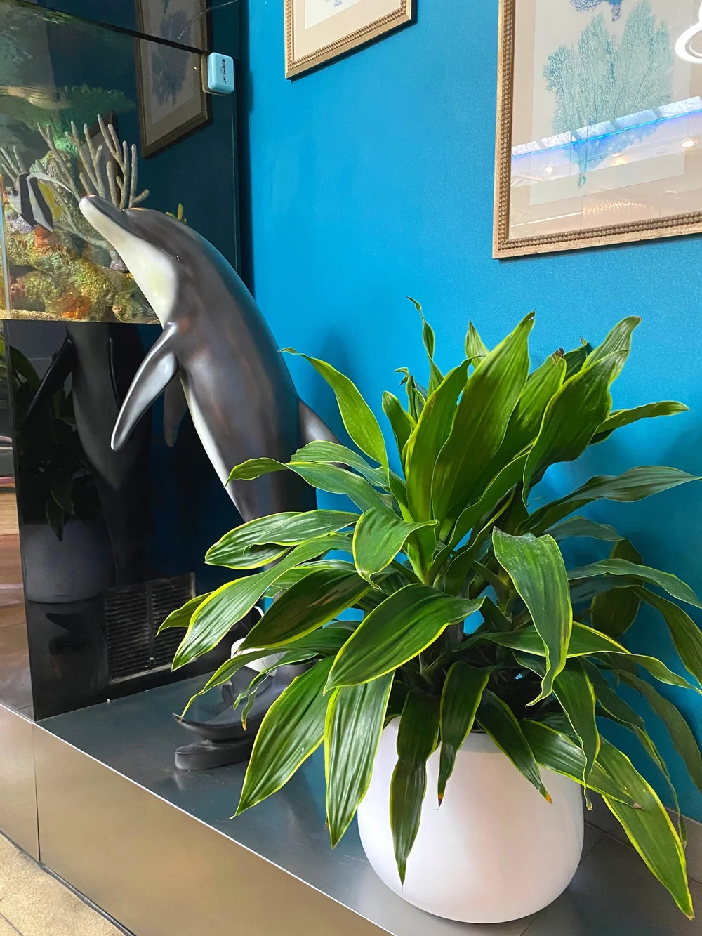 Chicago Indoor Plant Services | Houseplant Maintenance | IGS — IGS ...