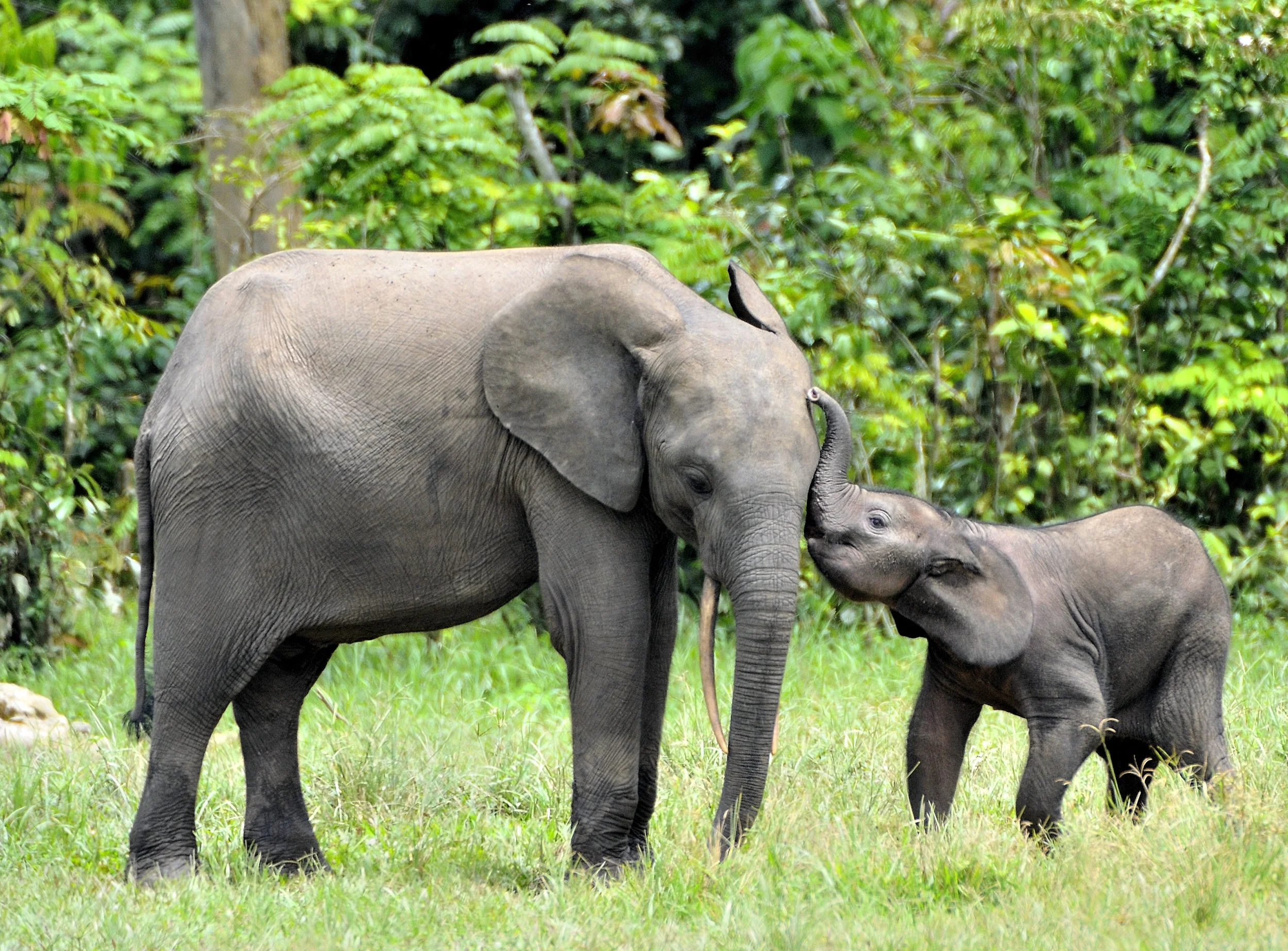 Sub Saharan Africa Domesticated Animals And Plants