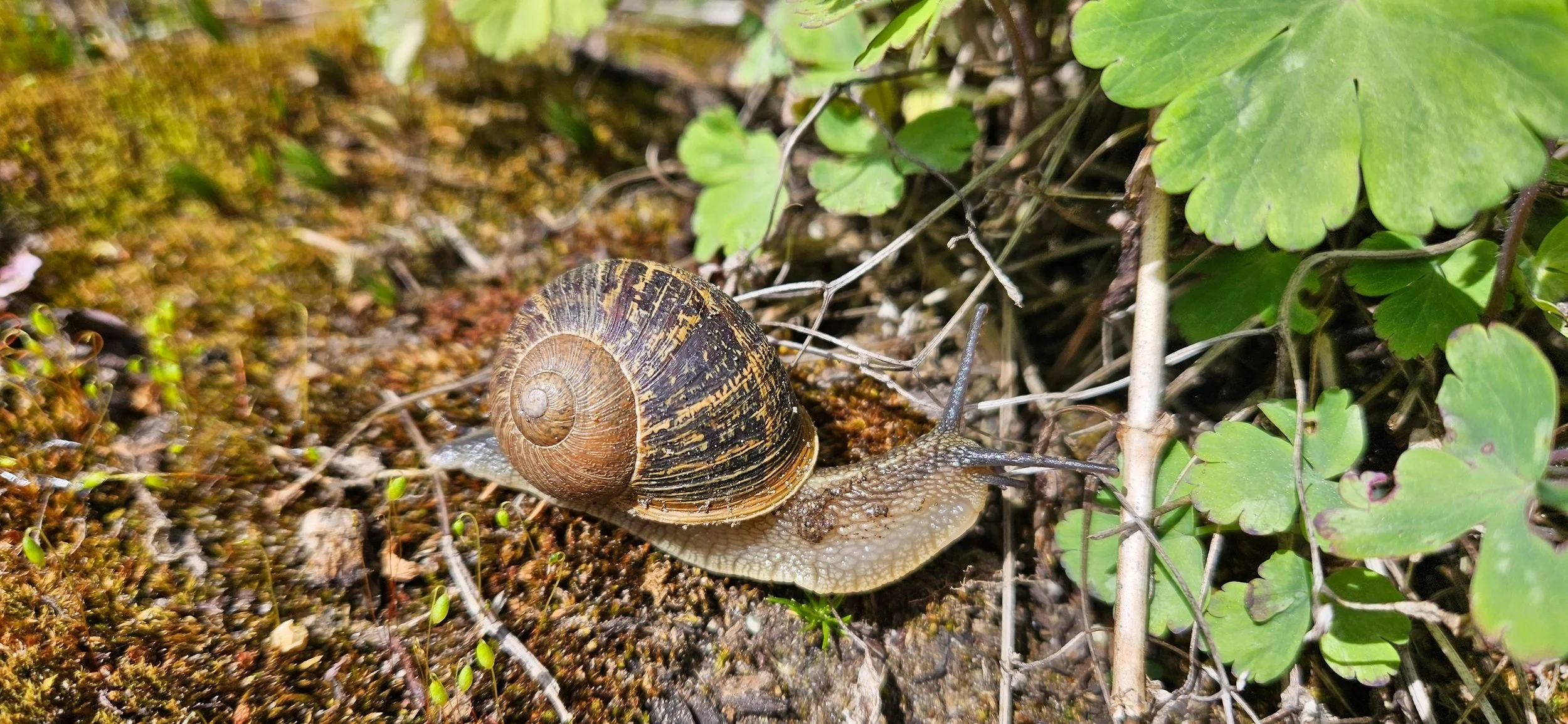 Little Gray Farms fresh escargot