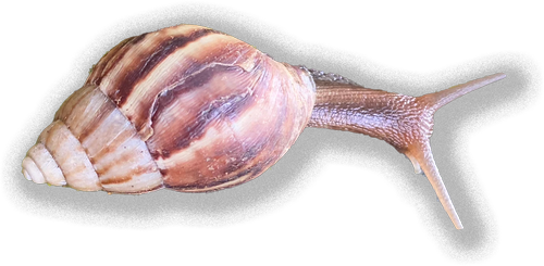 Little Gray Farms fresh escargot