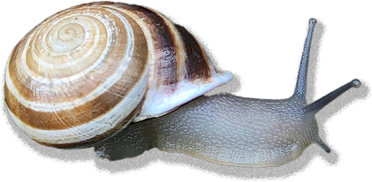 Little Gray Farms fresh escargot