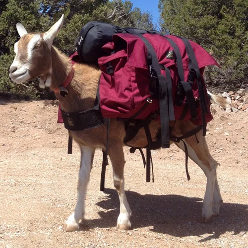 Pack Saddle For Mini Donkey