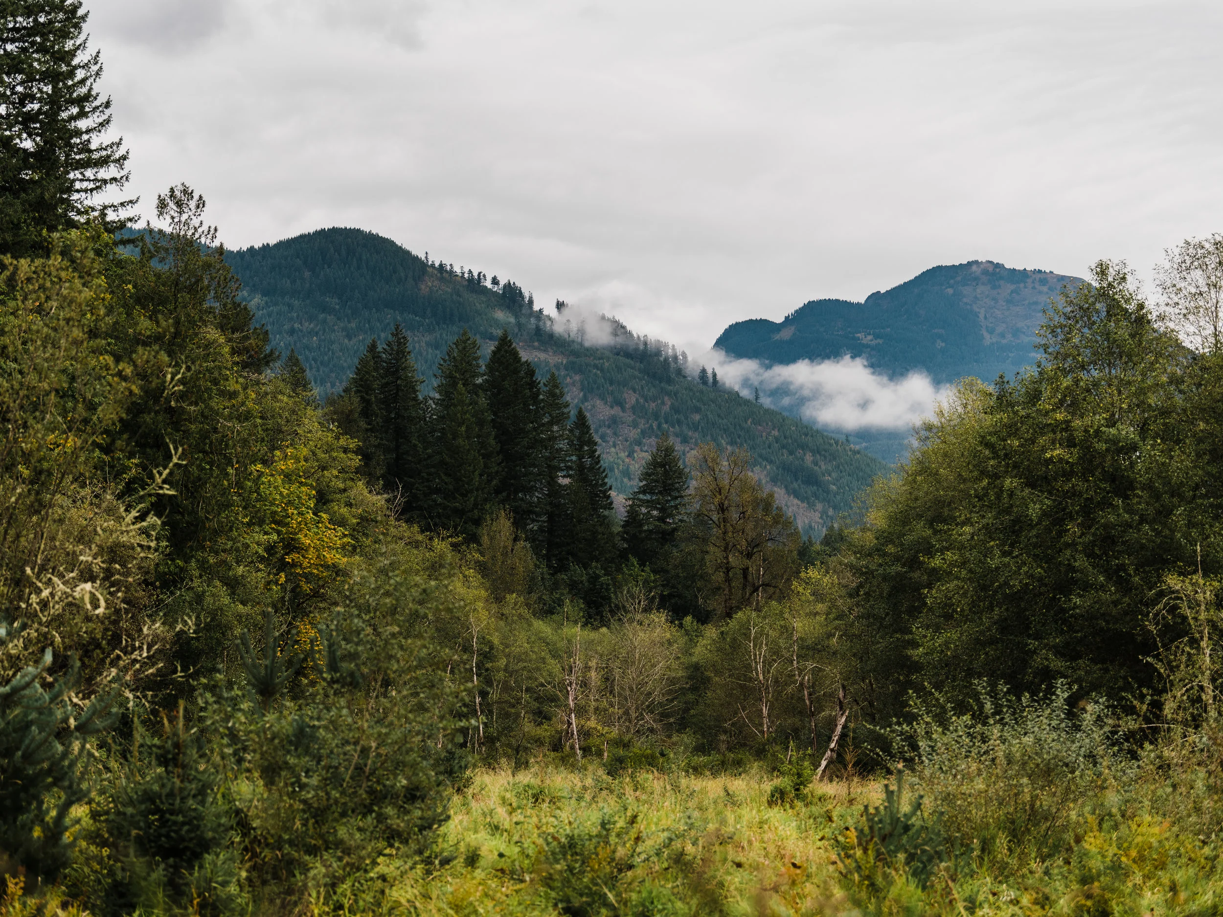 Wandering Waters Maple Falls Wa — Afton Lewis Photography