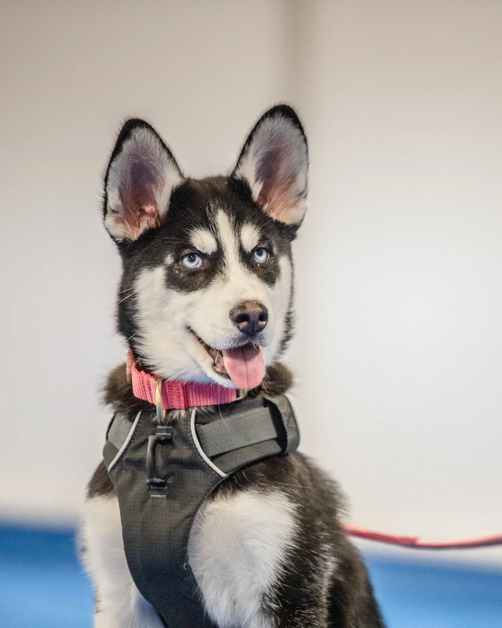 Classes — The Dogs' Spot - Dog Training Center