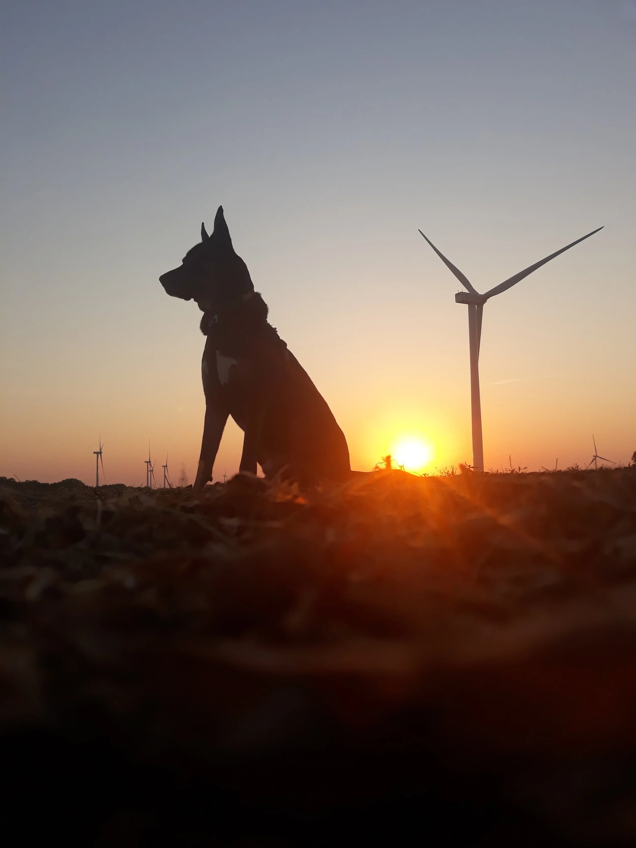 Speakers Series — The Dogs' Spot - Dog Training Center