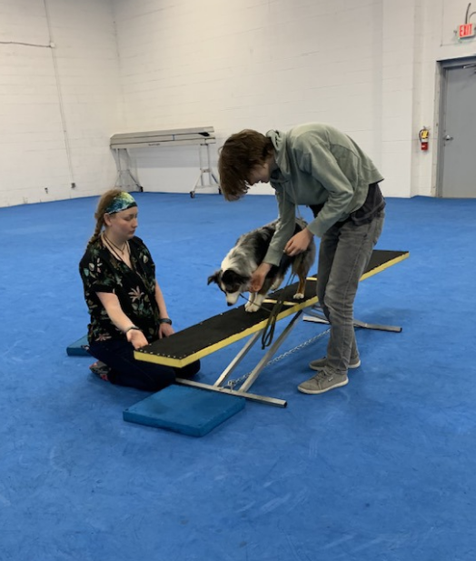 Agility — The Dogs' Spot - Dog Training Center