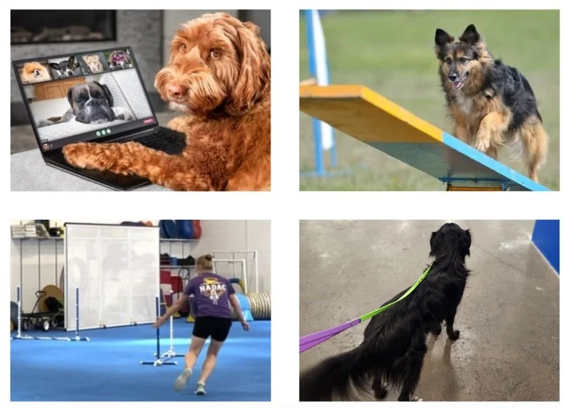 Packages — The Dogs' Spot - Dog Training Center