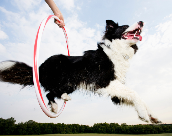 Specialty Classes — The Dogs' Spot - Dog Training Center