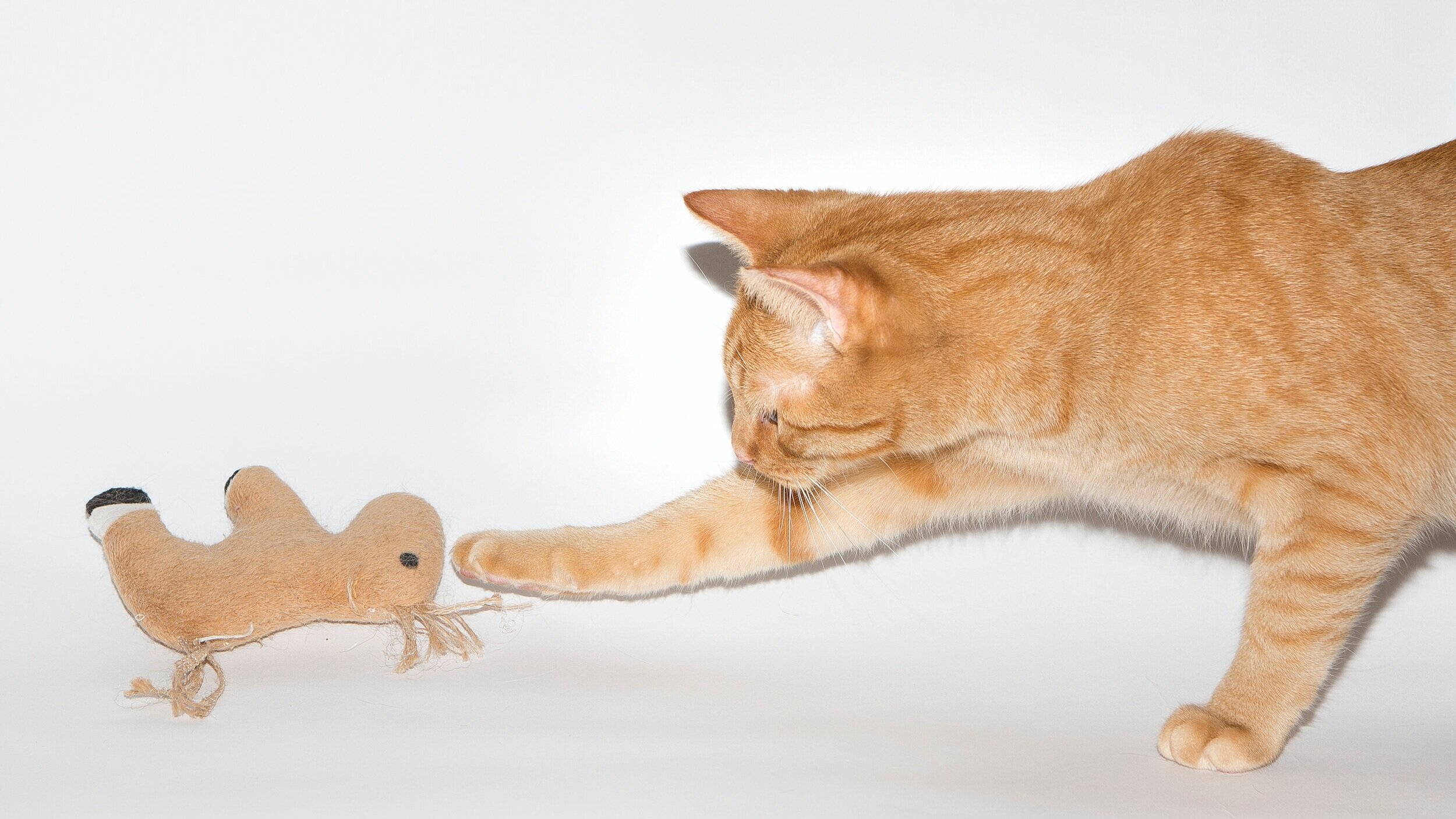 Cattitude Adjustment - Certified Cat Behaviorist - New York City