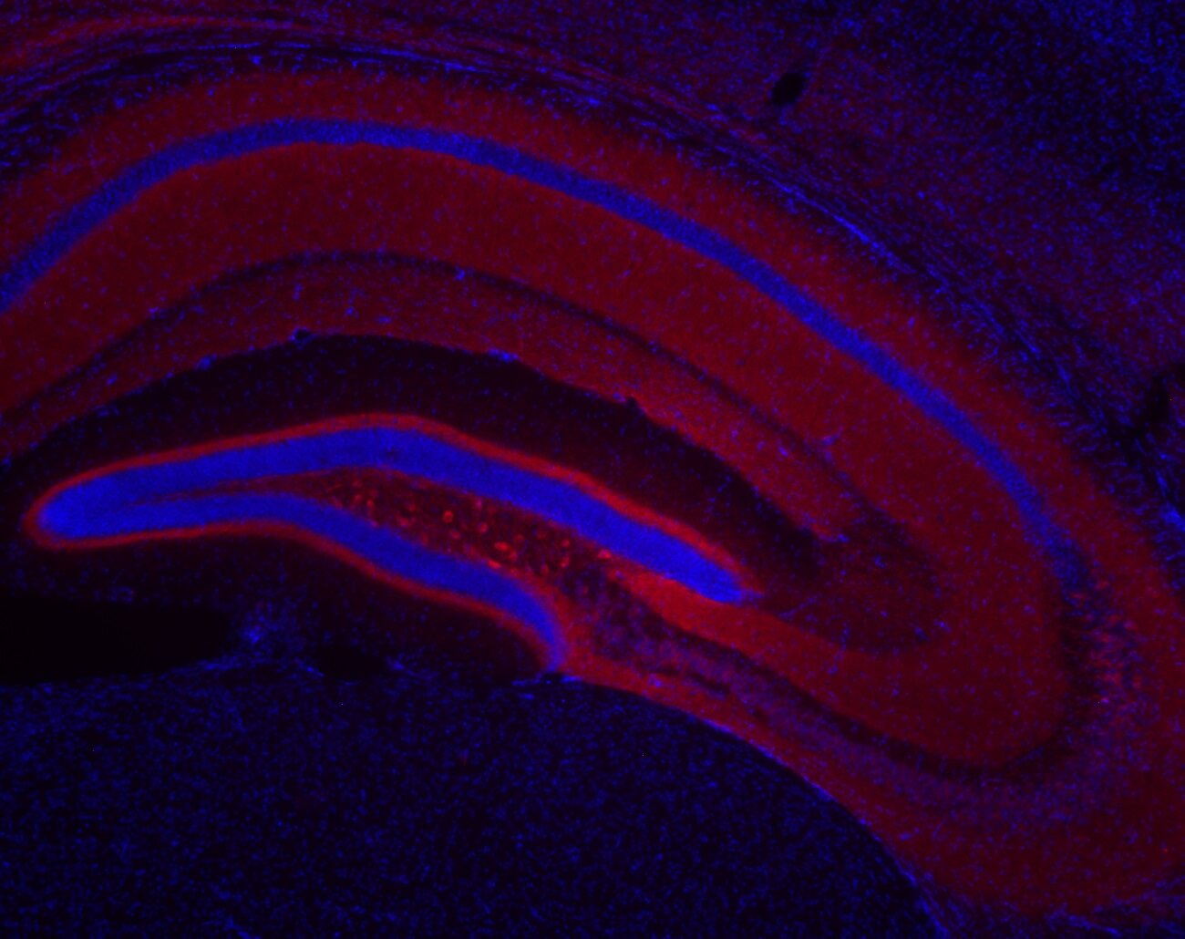Preclinical Research — 4Brain