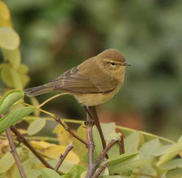 CHIFF CHAFF (Phylloscopus collybita) - Pouillot véloce — wildechoes