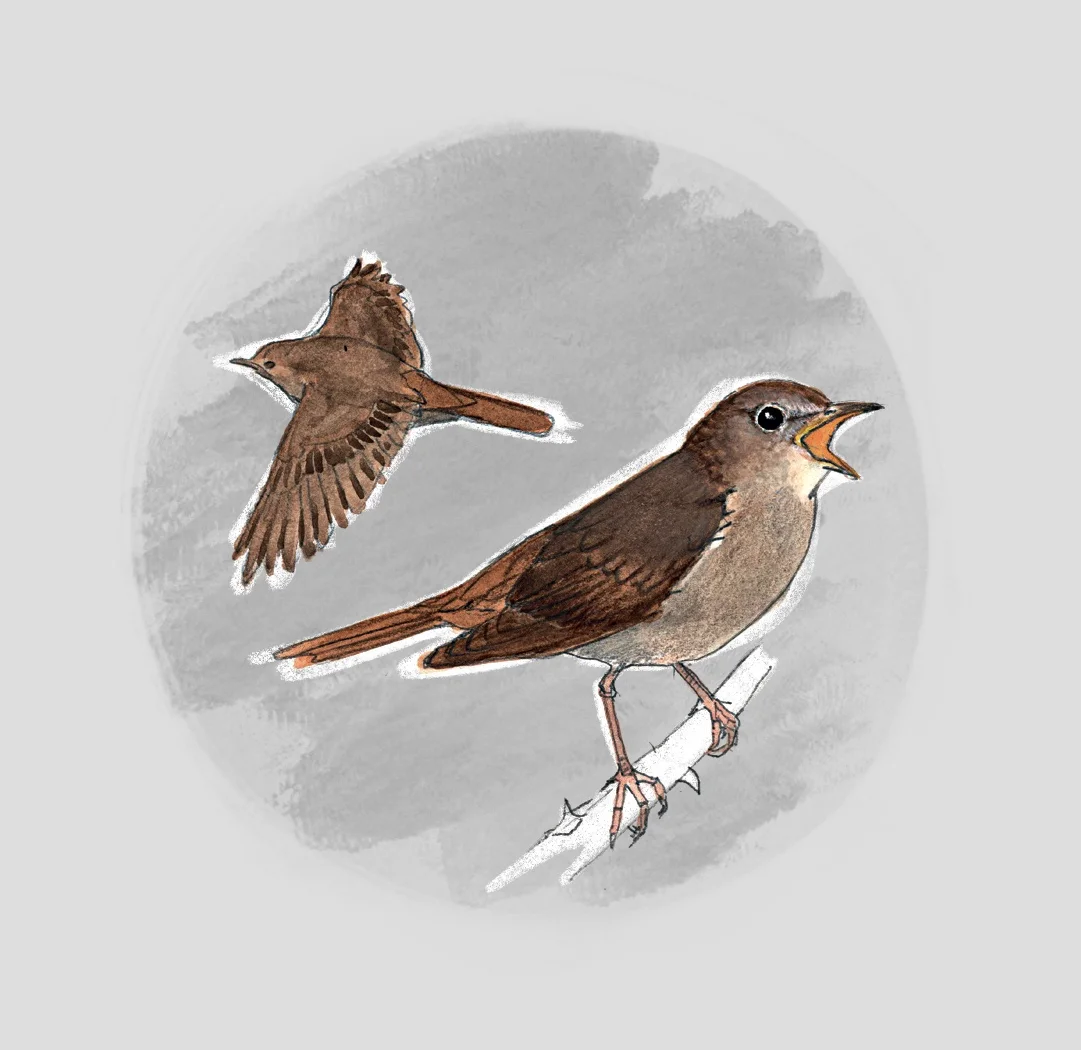 Nightingale Flying Drawing