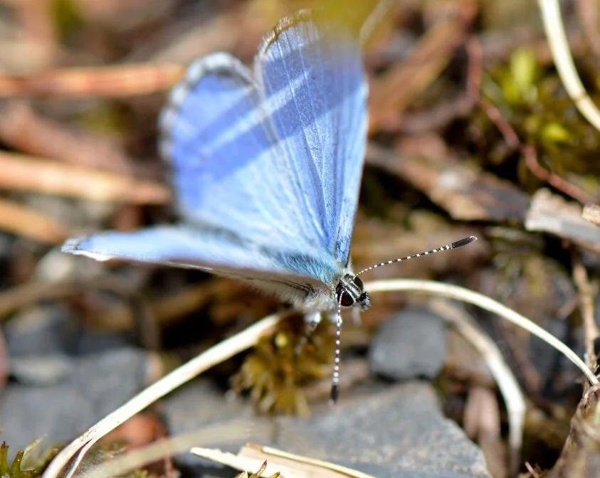 Spring Azure Butterfly