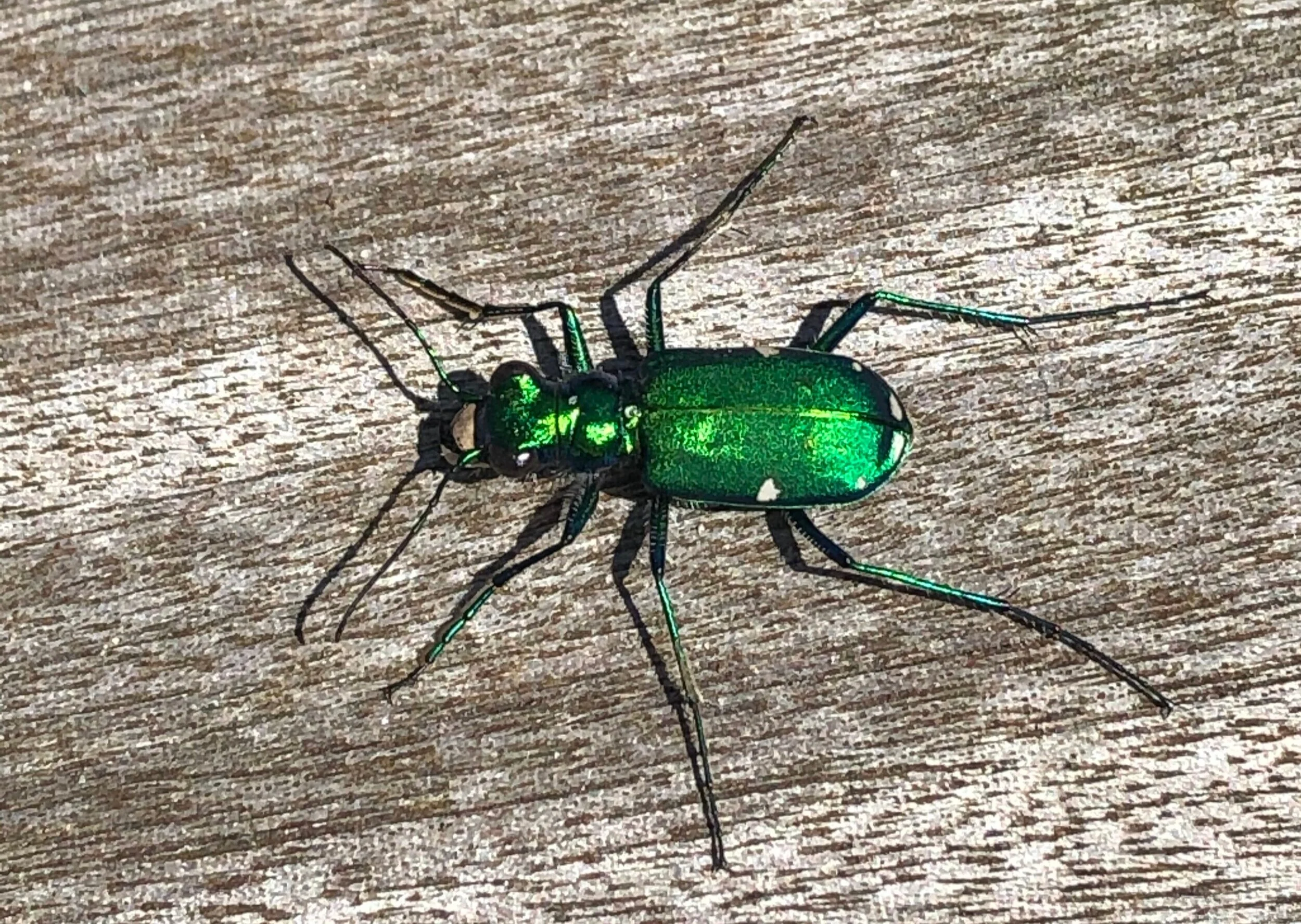 Colorful Beetle