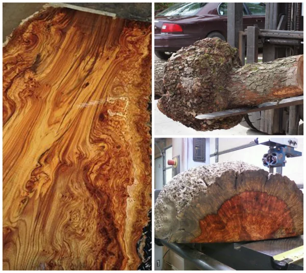 DESIGN DICTIONARY: Burl — Lynn Byrne