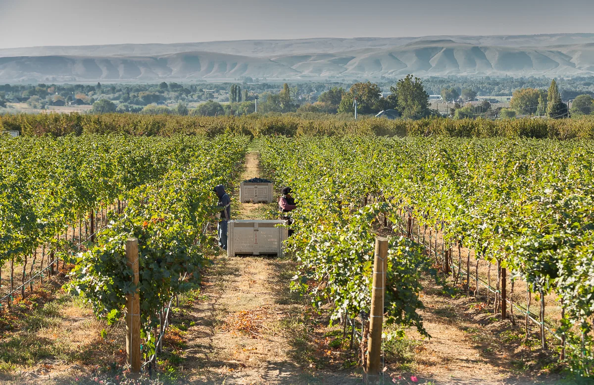 Our Vineyards — Two Mountain Winery