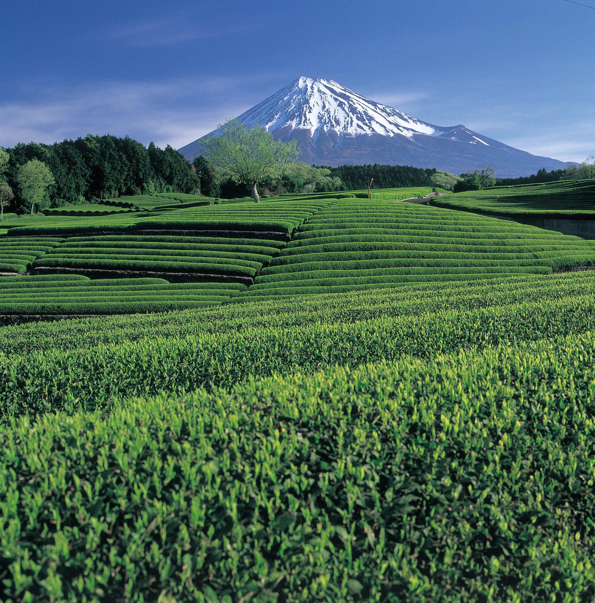 Shizuoka Green Tea - International Tea Day, 21st May 2020 — Warm ...