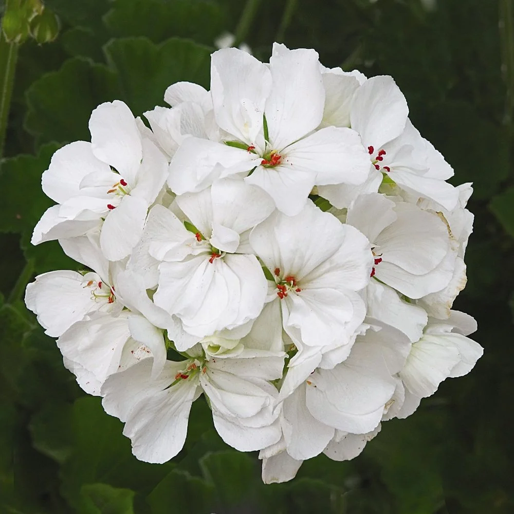 Geranium- Zonal — Wild Roots Greenhouse & Market