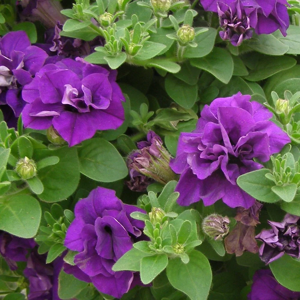 Petunia- Easy Wave — Wild Roots Greenhouse & Market
