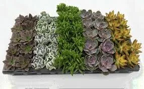 Succulent Combos — Wild Roots Greenhouse & Market