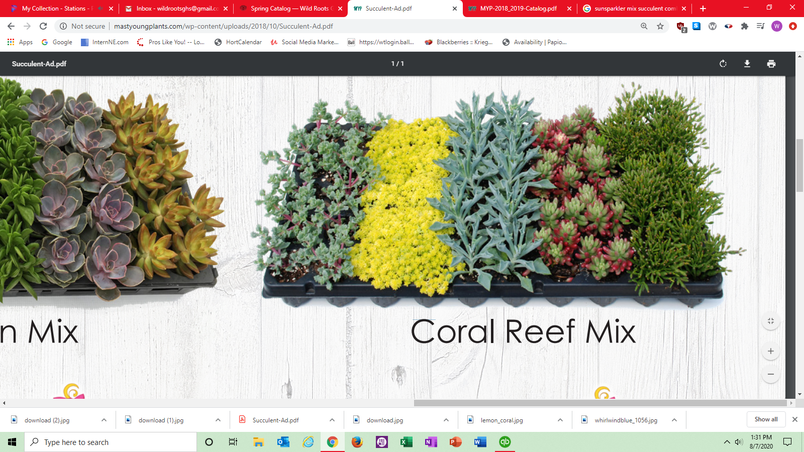 Succulent Combos — Wild Roots Greenhouse & Market