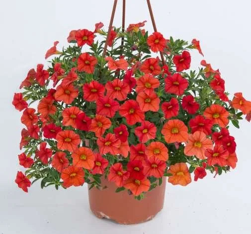 Calibrachoa — Wild Roots Greenhouse & Market