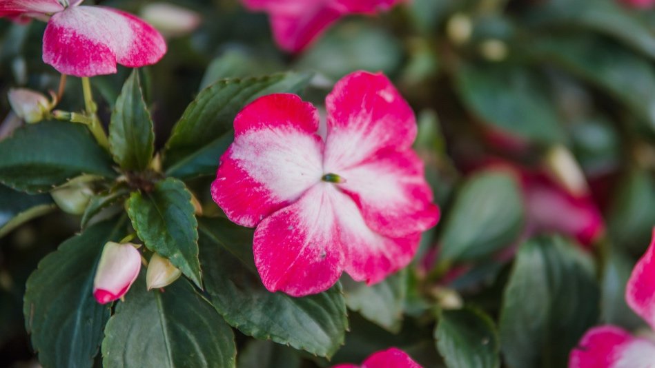 Low Maintenance Plants — Wild Roots Greenhouse & Market