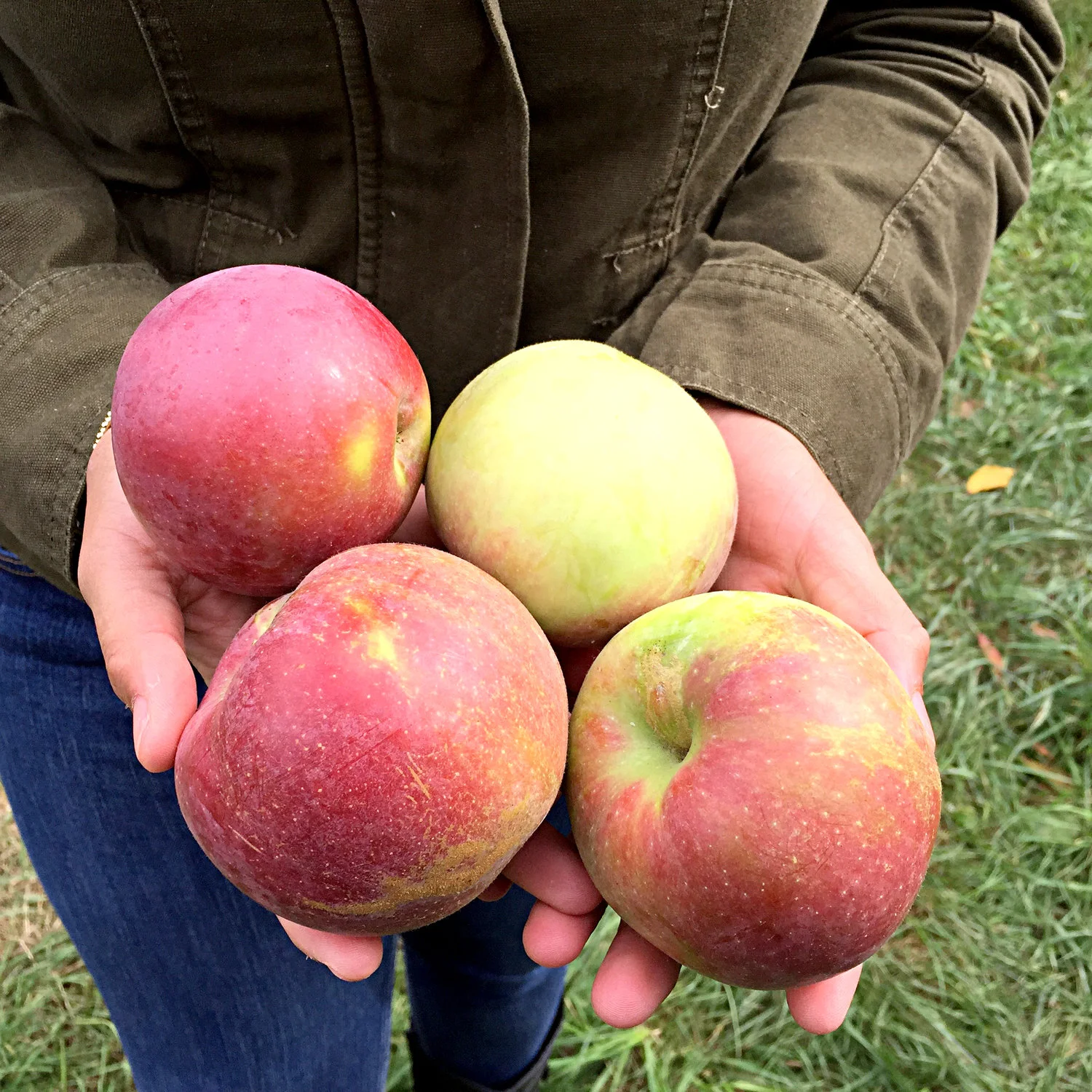 It’s Apple Picking Time in the Lakes Region! — The Laker