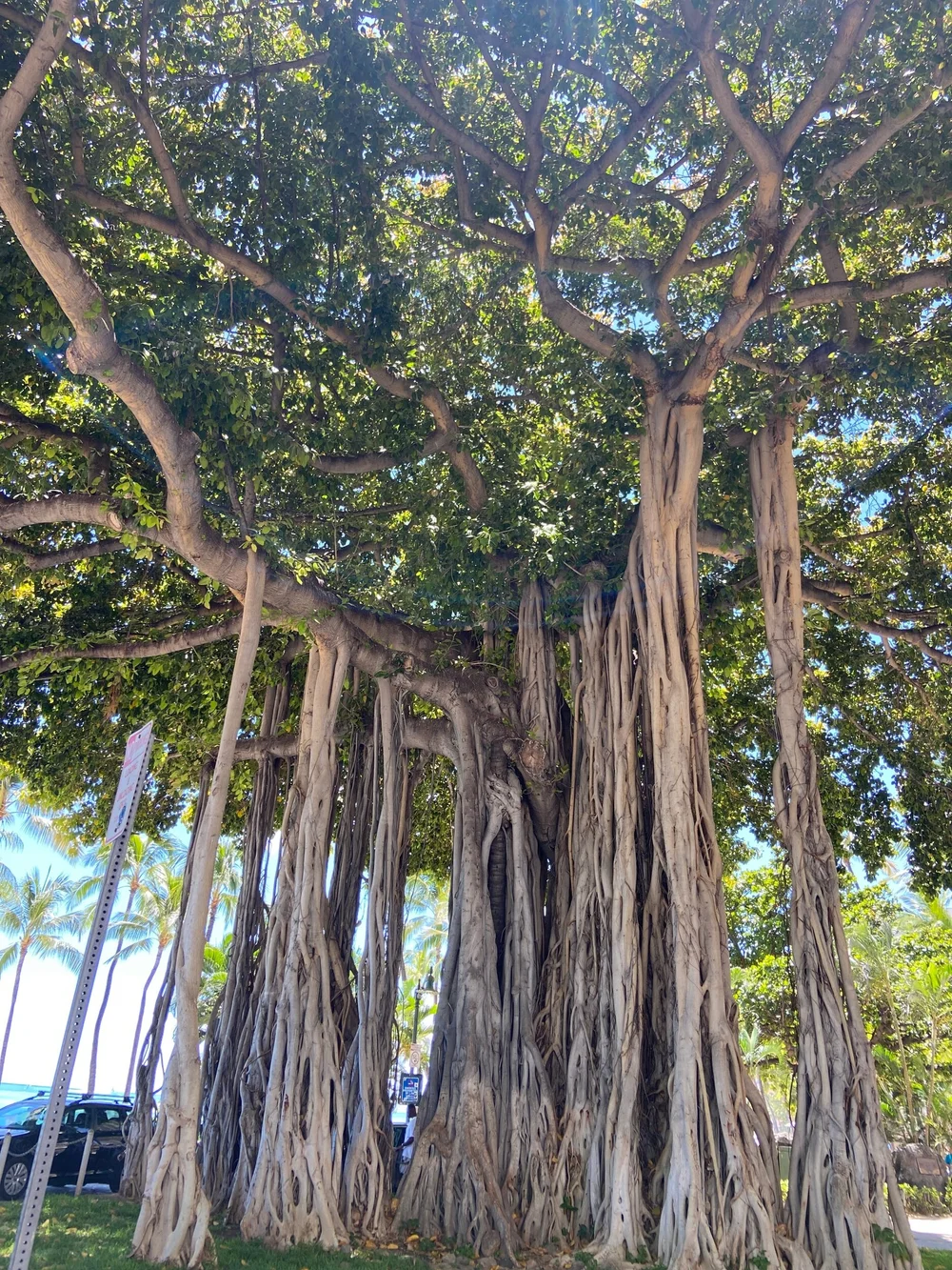 Mahalo Nui Loa! — Campfire Coffee