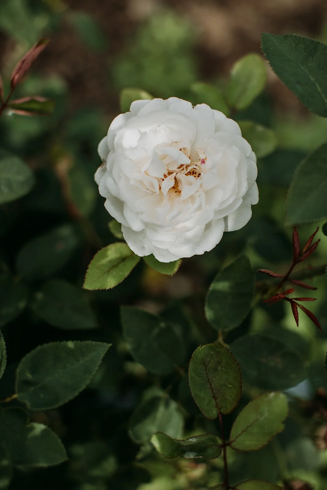 Garden — Flowers and Jules
