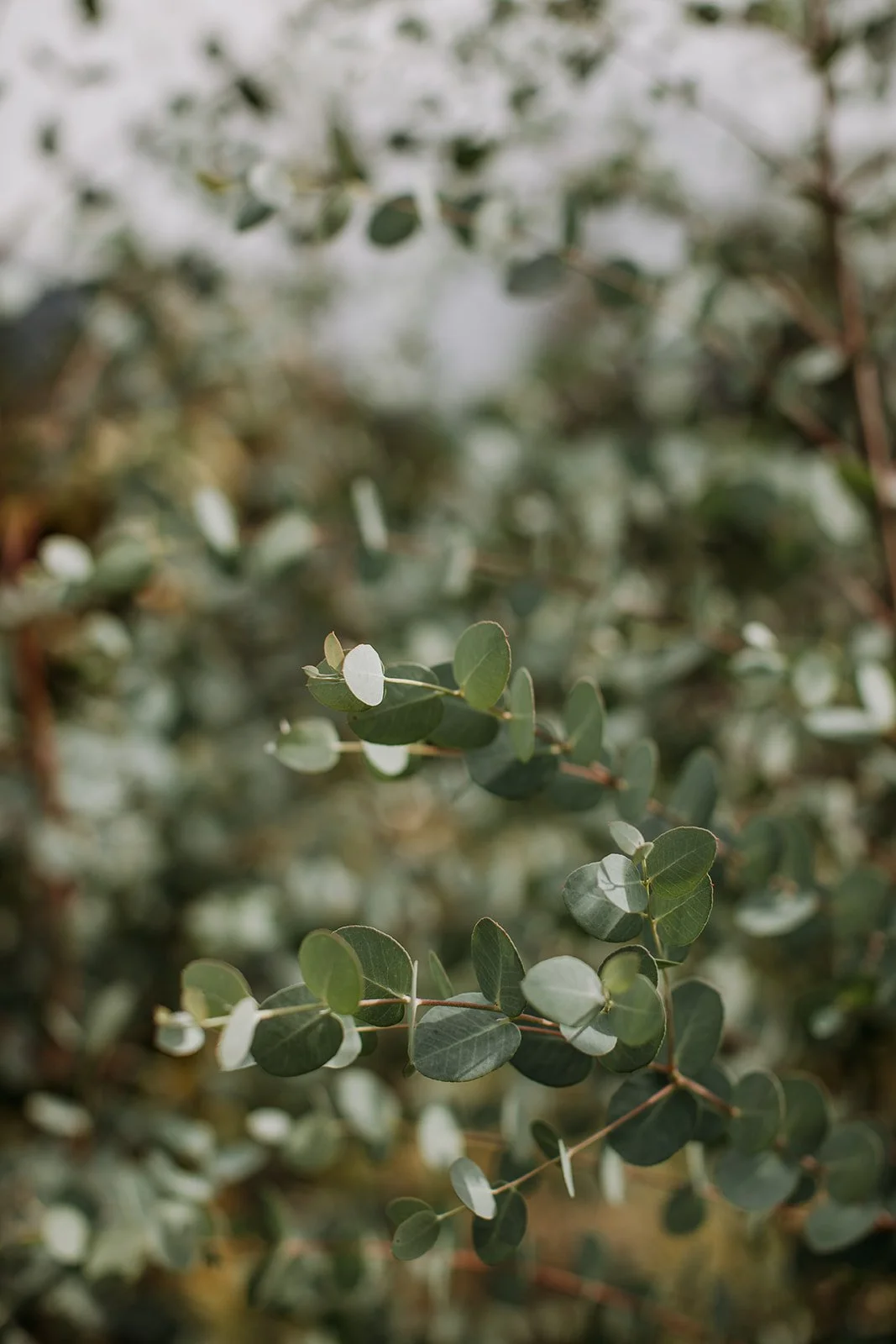 Garden — Flowers and Jules