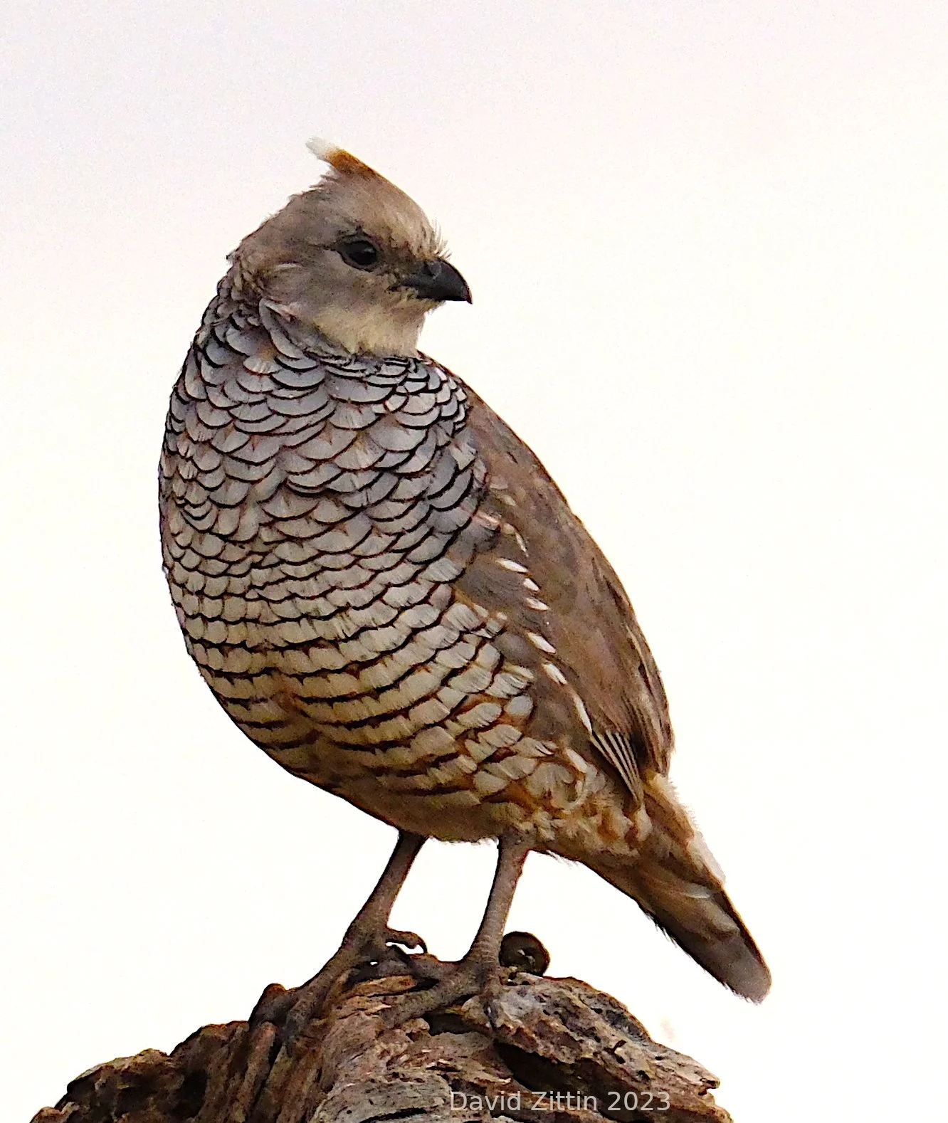 Scaled Quail — Birding With Camera and Paint