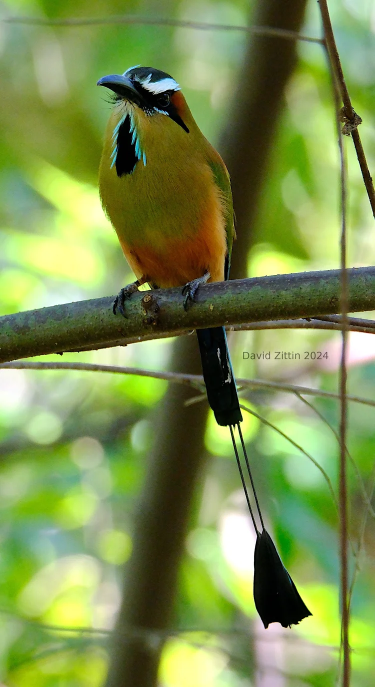 Birding With Camera and Paint