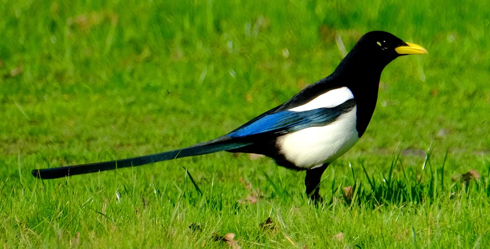 Yellow-billed Magpie — Birding With Camera and Paint