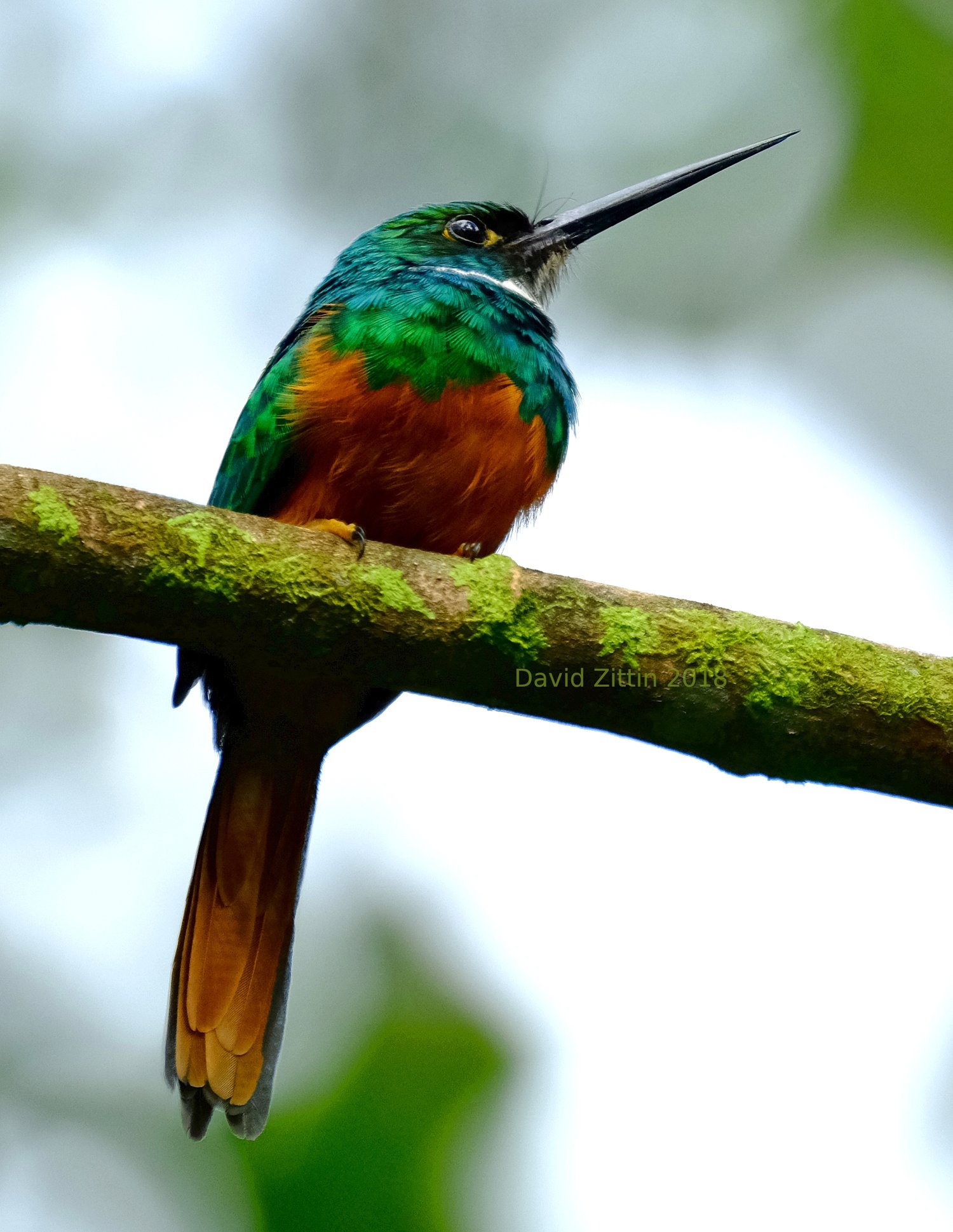 Rufous-tailed Jacamar — Birding With Camera and Paint