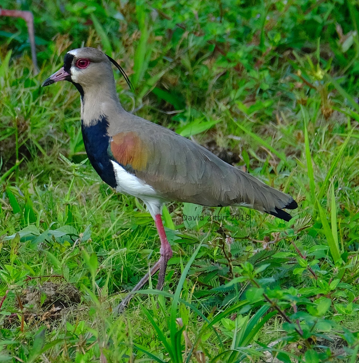 Southern Lapwing — Birding With Camera and Paint