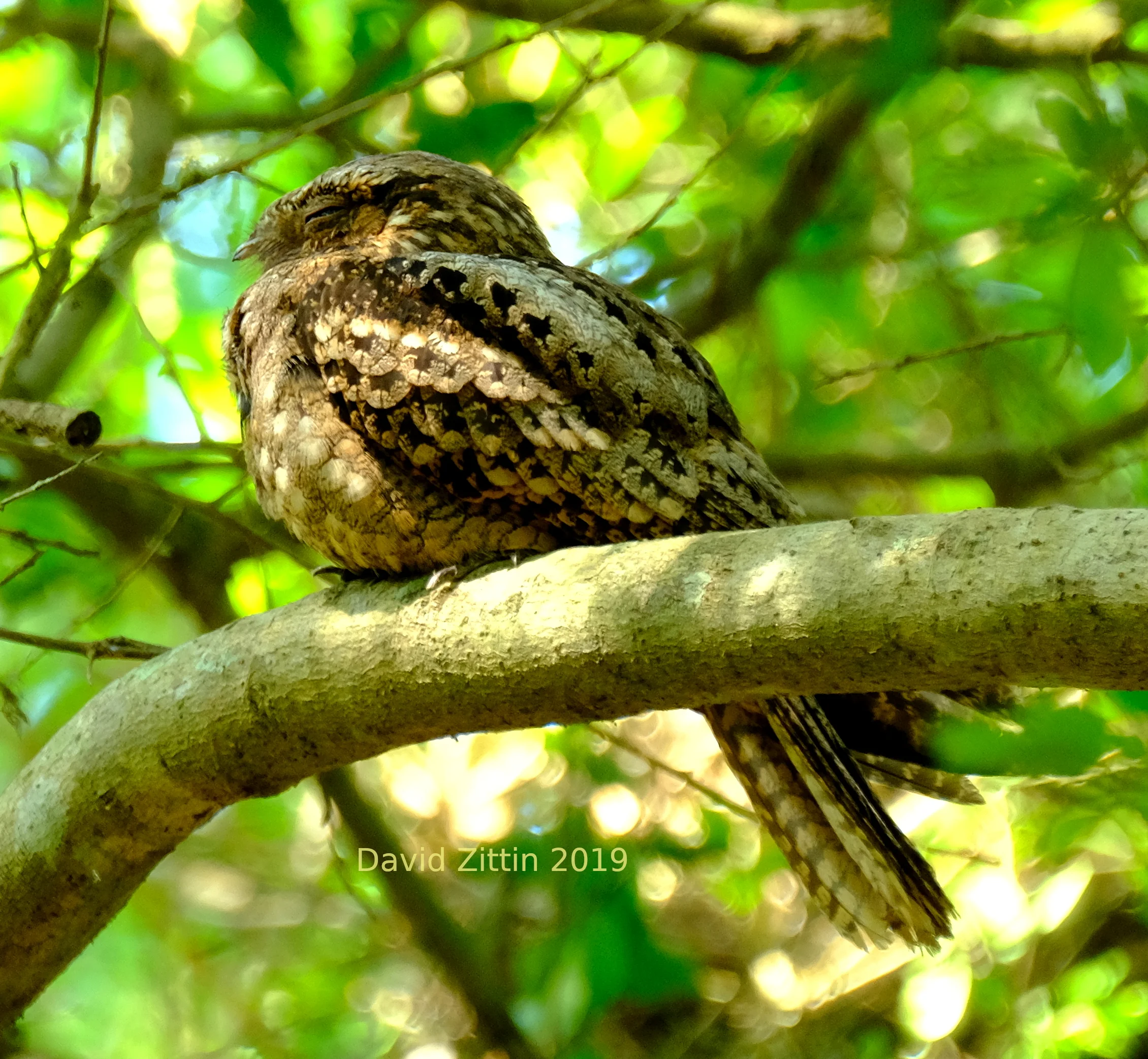 Chuck-will's-widow — Birding With Camera and Paint