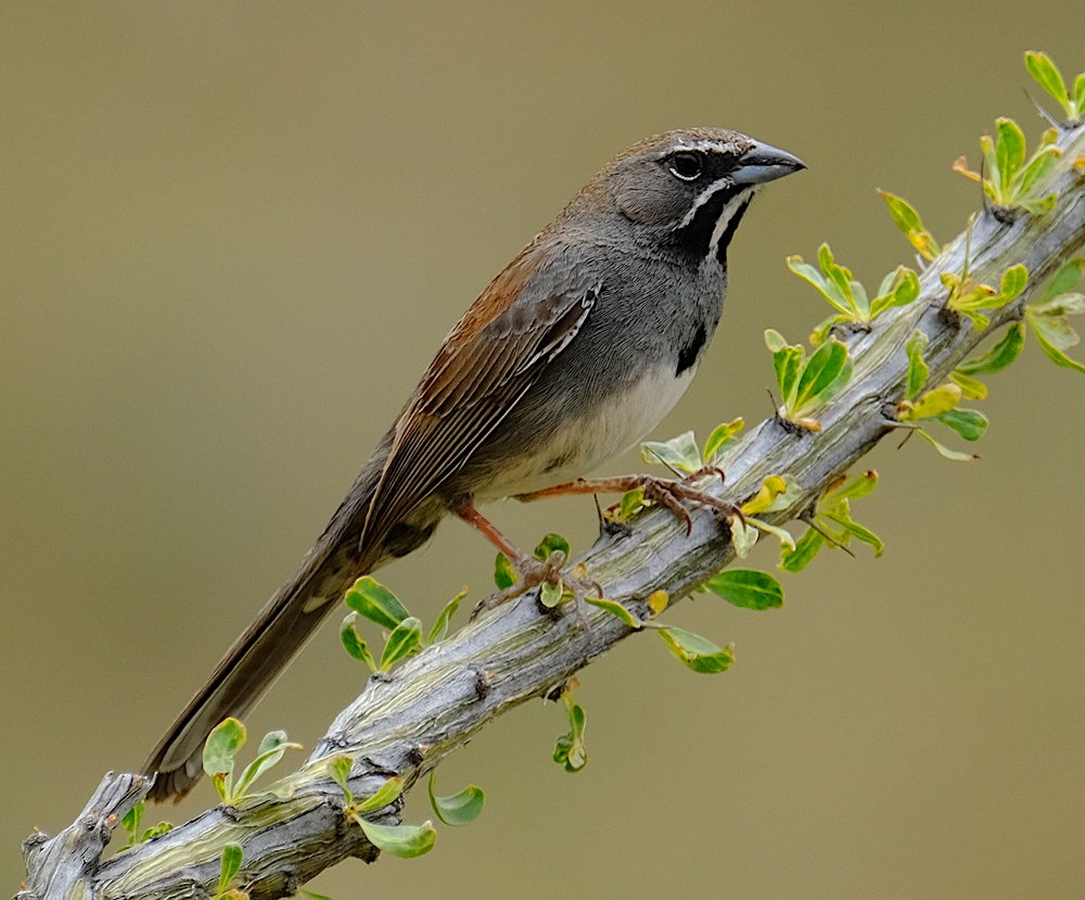 The Five-striped Sparrow — Birding With Camera and Paint