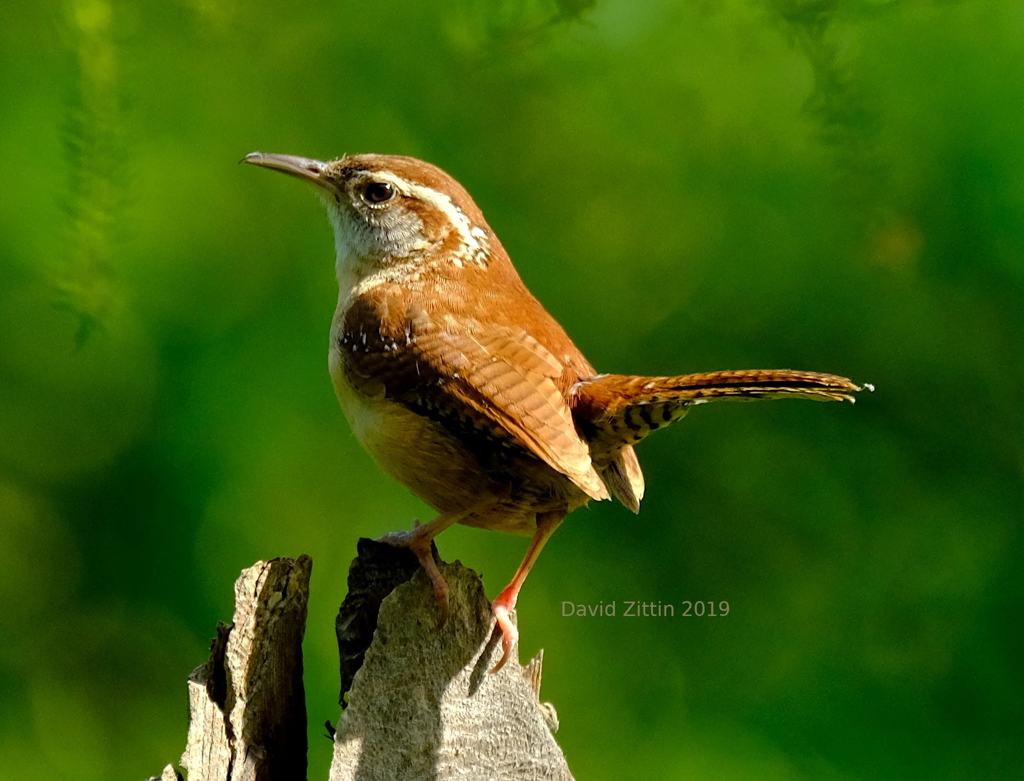 The Carolina Wren — Birding With Camera and Paint