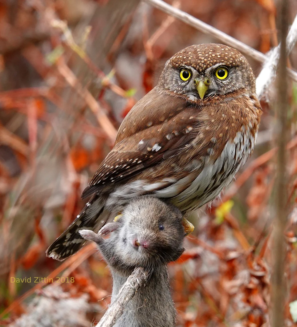 The Northern Pygmy-Owl — Birding With Camera and Paint