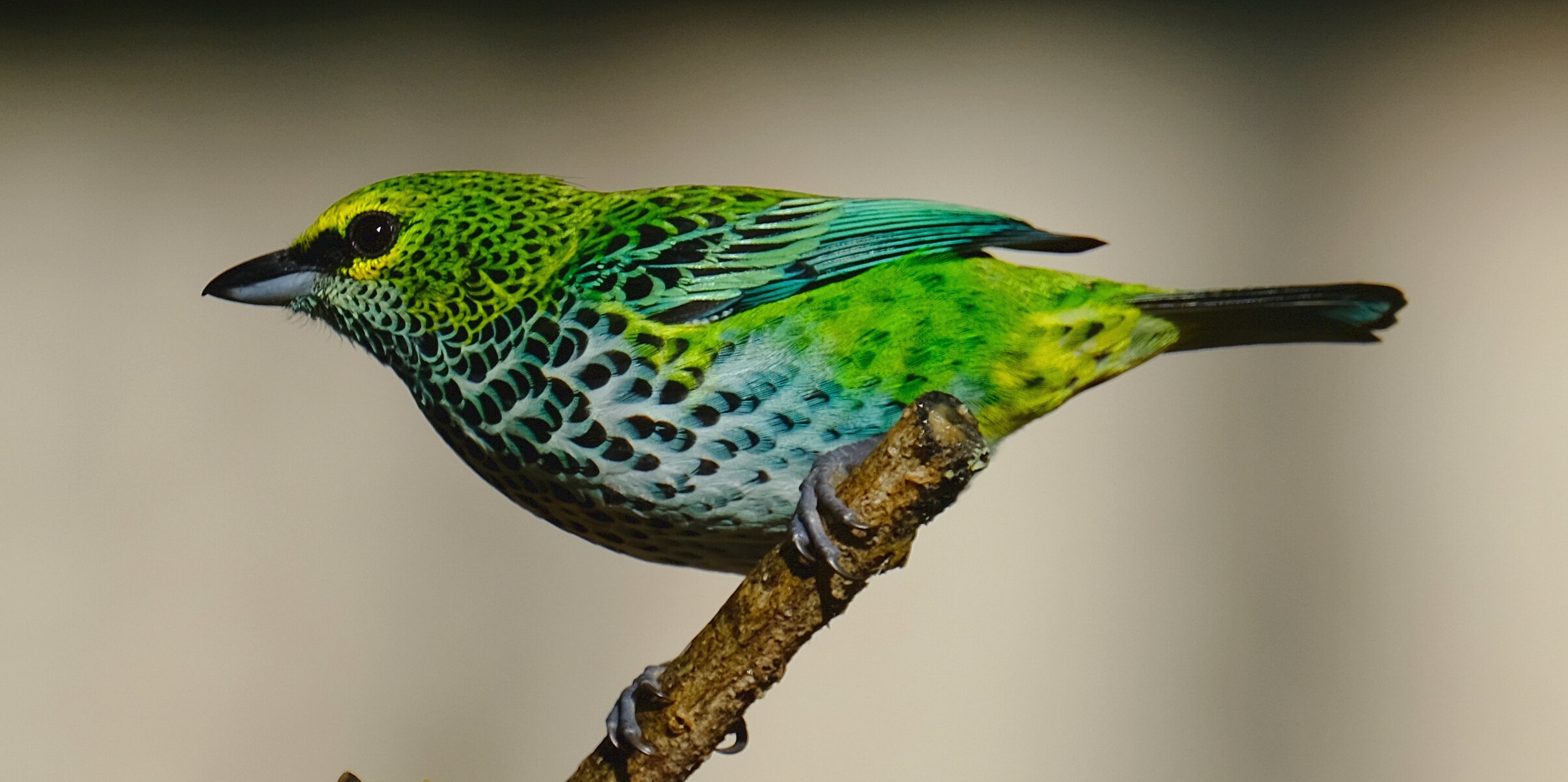 Speckled Tanager — Birding With Camera and Paint