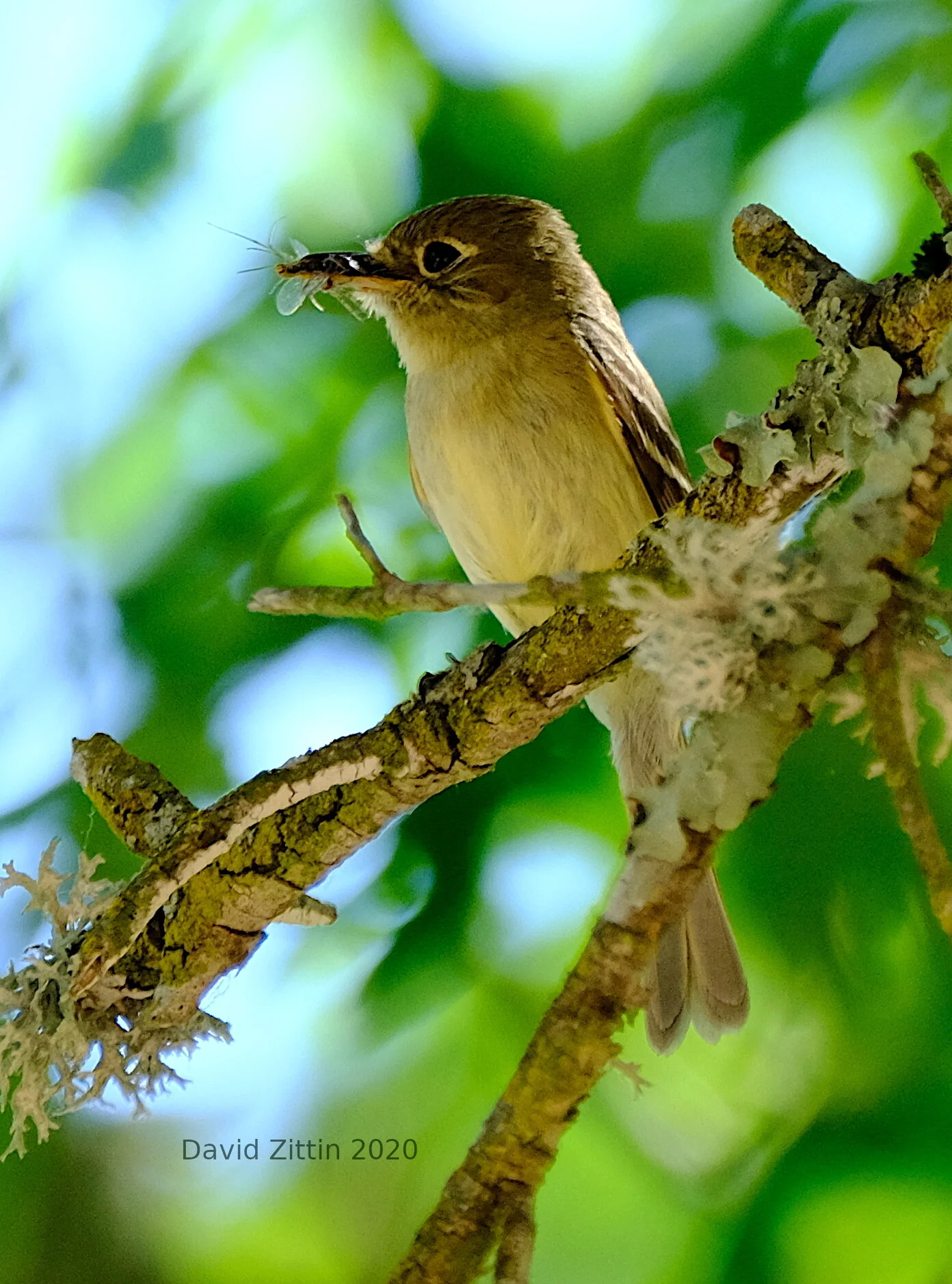 Pacific-slope Flycatcher — Birding With Camera and Paint