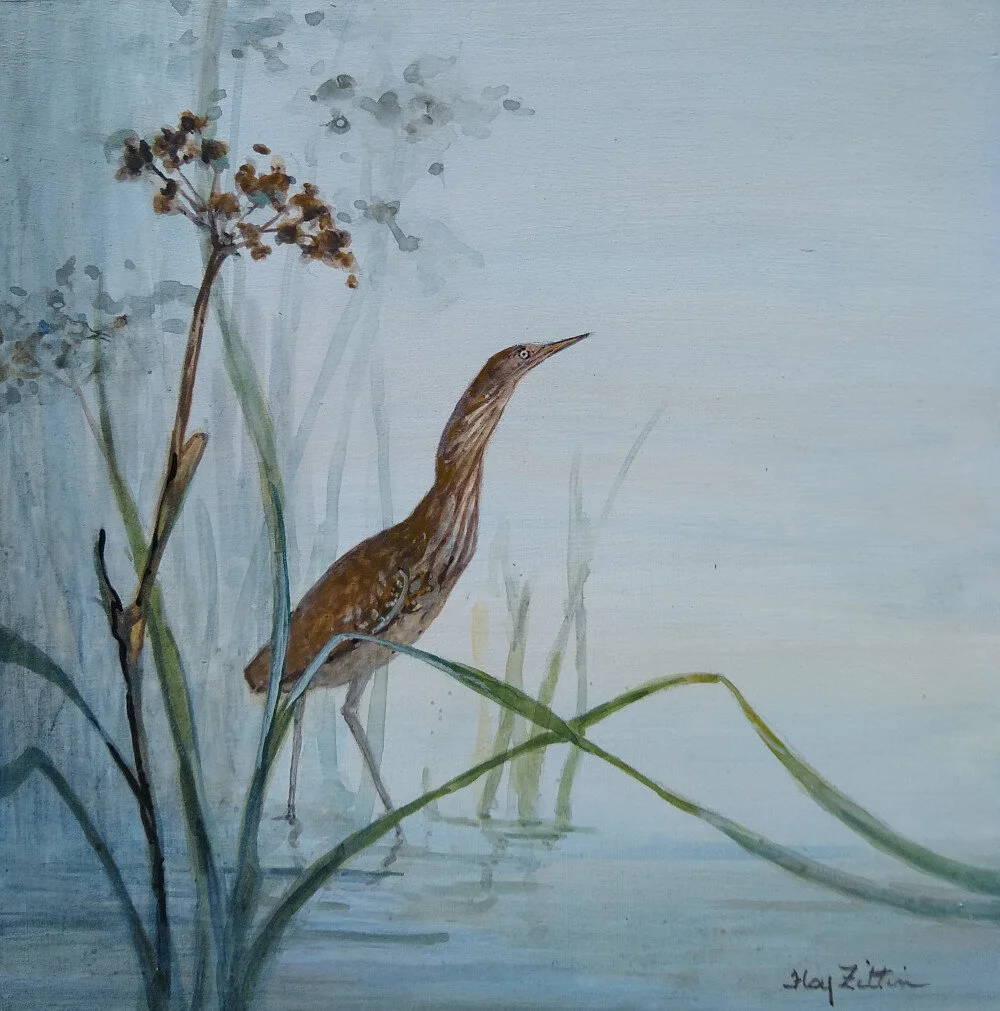American Bittern — Birding With Camera and Paint