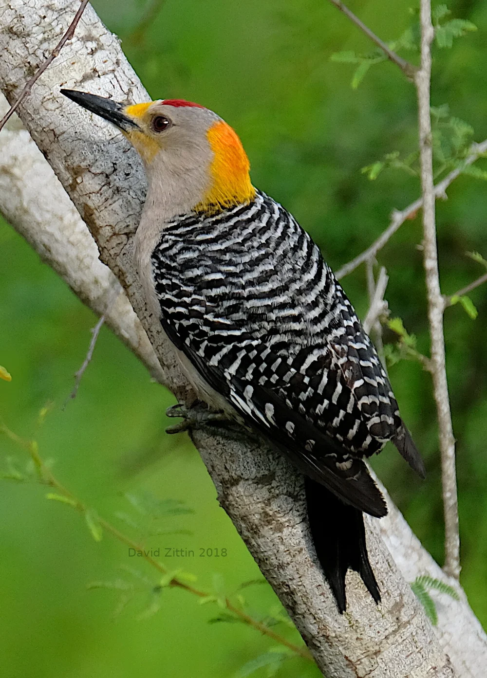 Golden-fronted Woodpecker — Birding With Camera and Paint